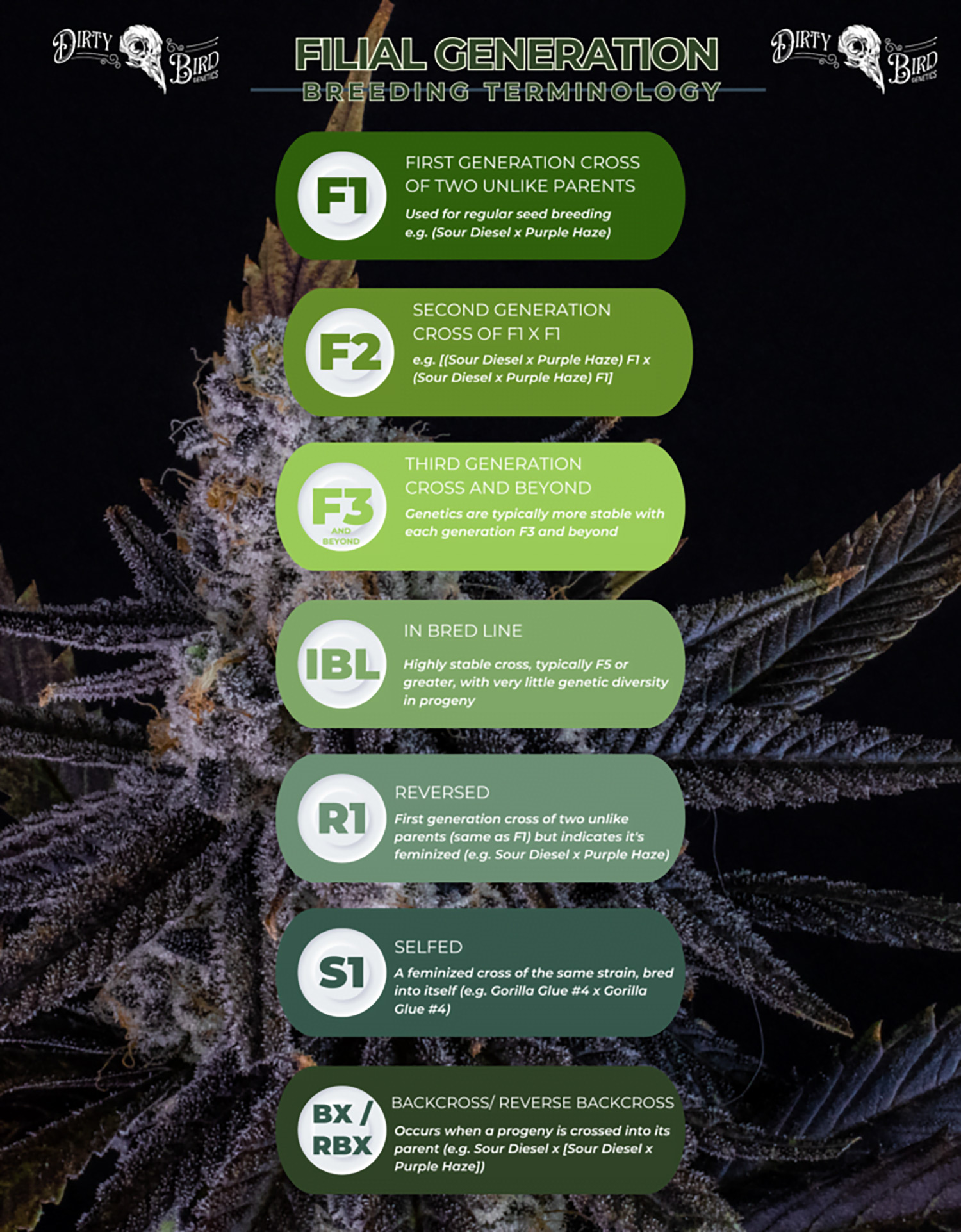 Translating Cannabis Labels – Dirty Bird Genetics