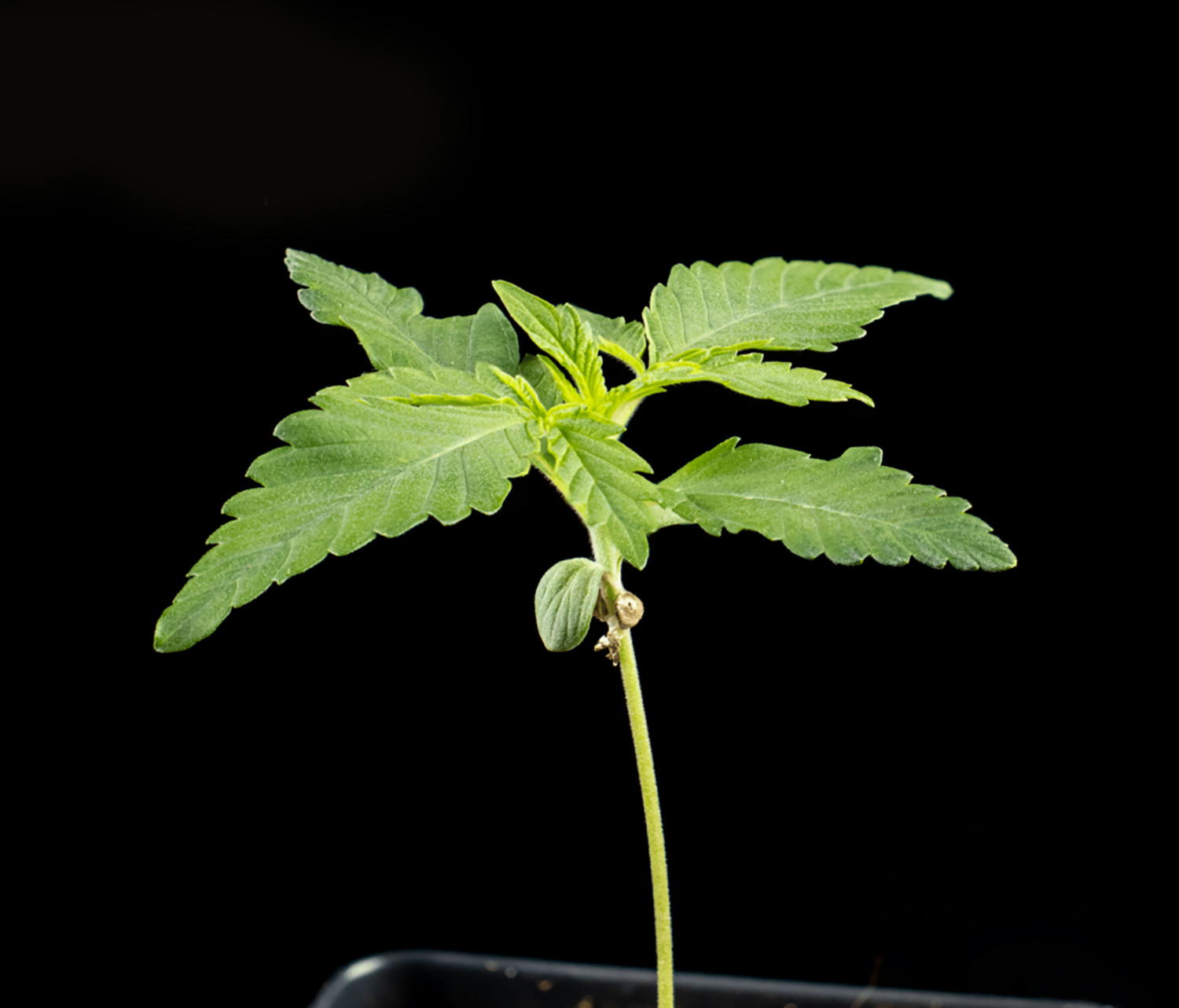 Male or Female? Identifying Cannabis Sex – Dirty Bird Genetics