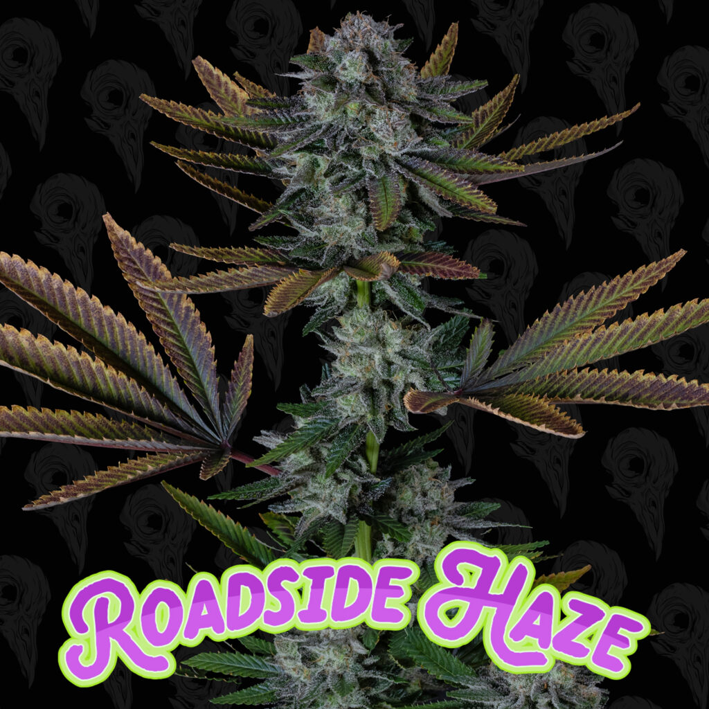 Roadside Haze Seeds – Dirty Bird Genetics