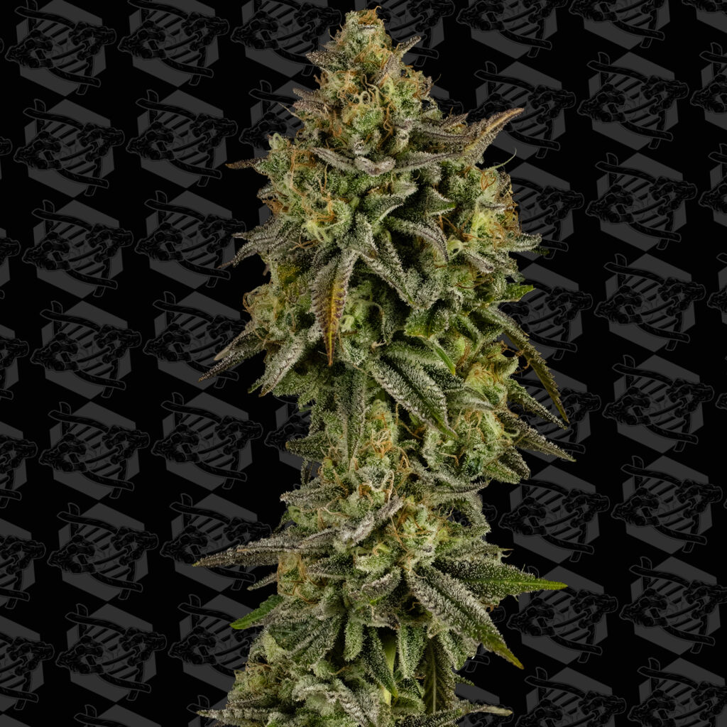 Bubba Brunch 5-Pack – Dirty Bird Genetics