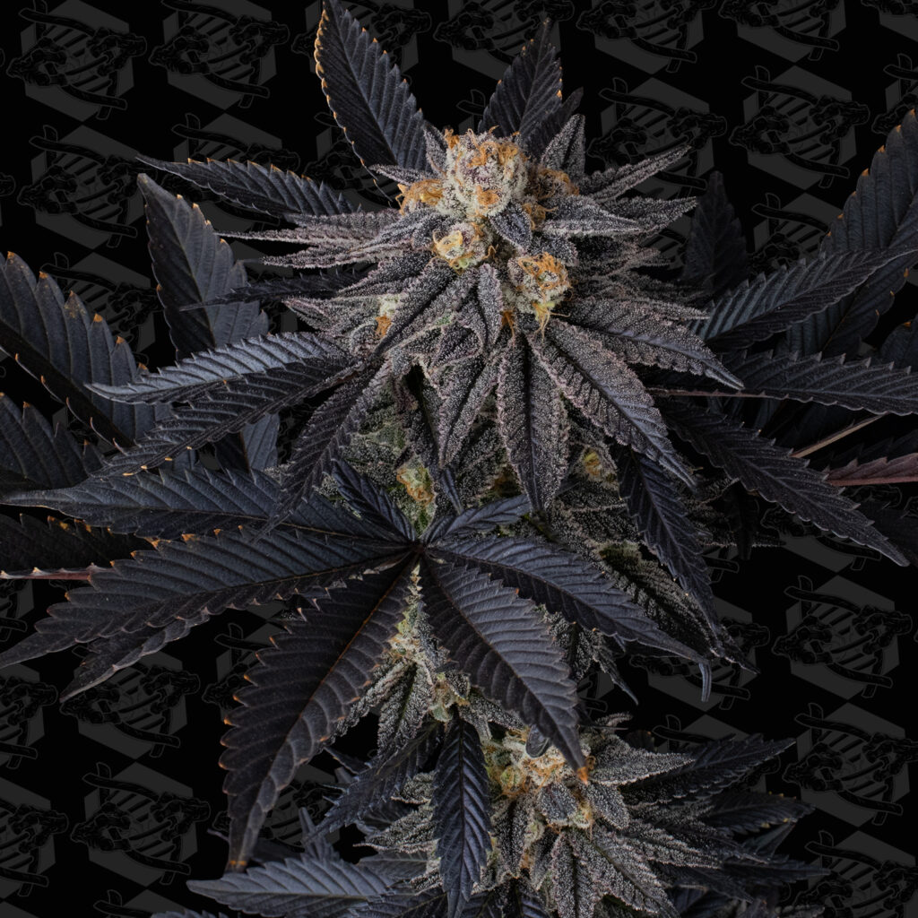 Crapple (REG) 8-Pack – Dirty Bird Genetics