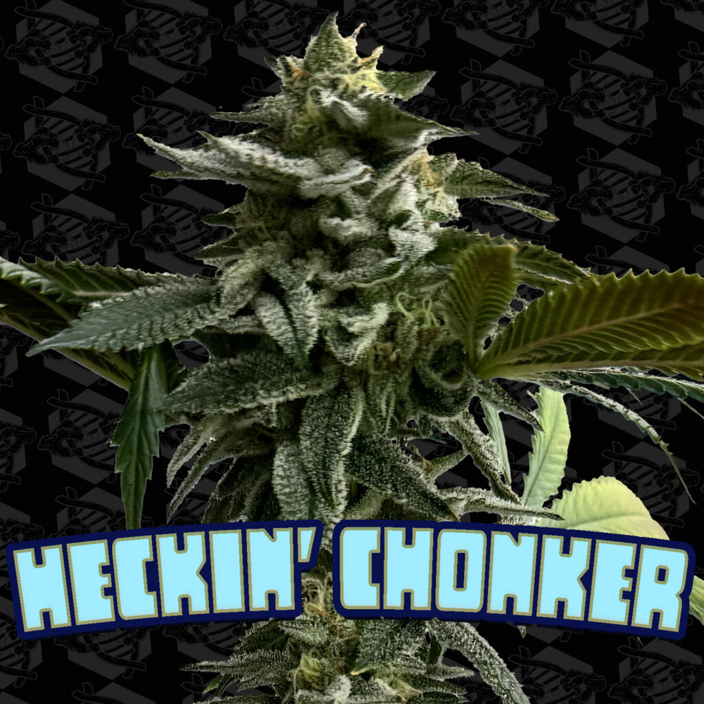 Heckin’ Chonker 5-Pack – Dirty Bird Genetics