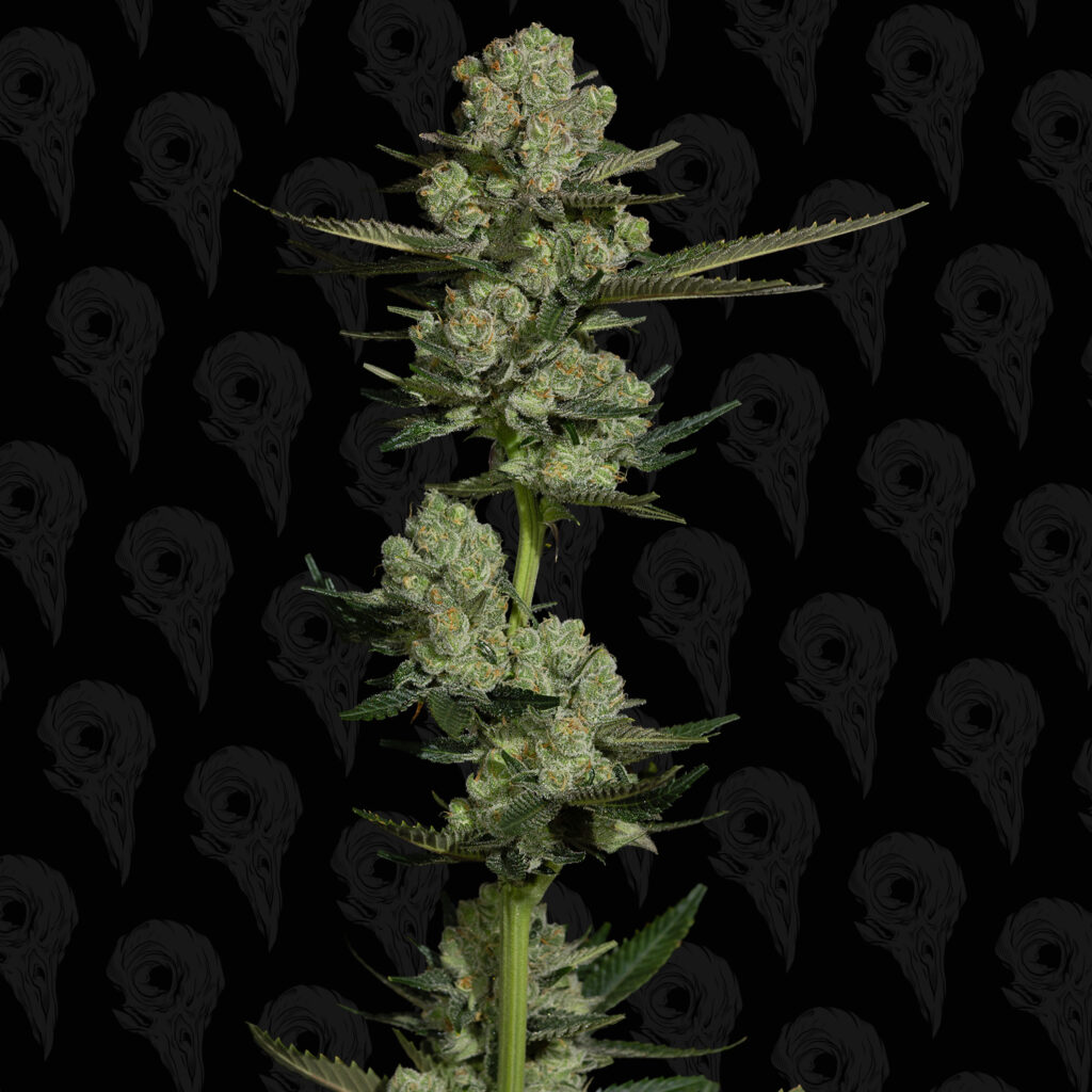 A Look Back at 2025 with Dirty Bird Genetics: The Year of the Sour Lime ...