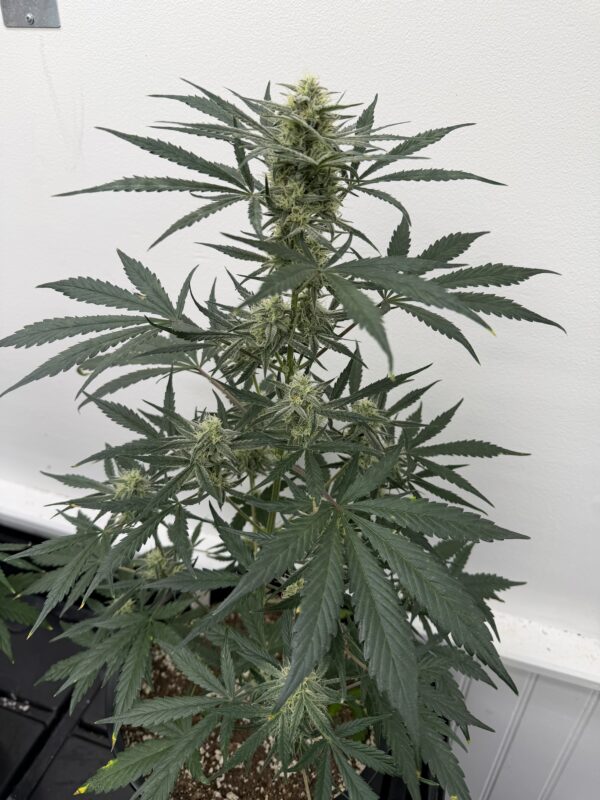 Sour Strudel AUTO – 5-Pack – Dirty Bird Genetics